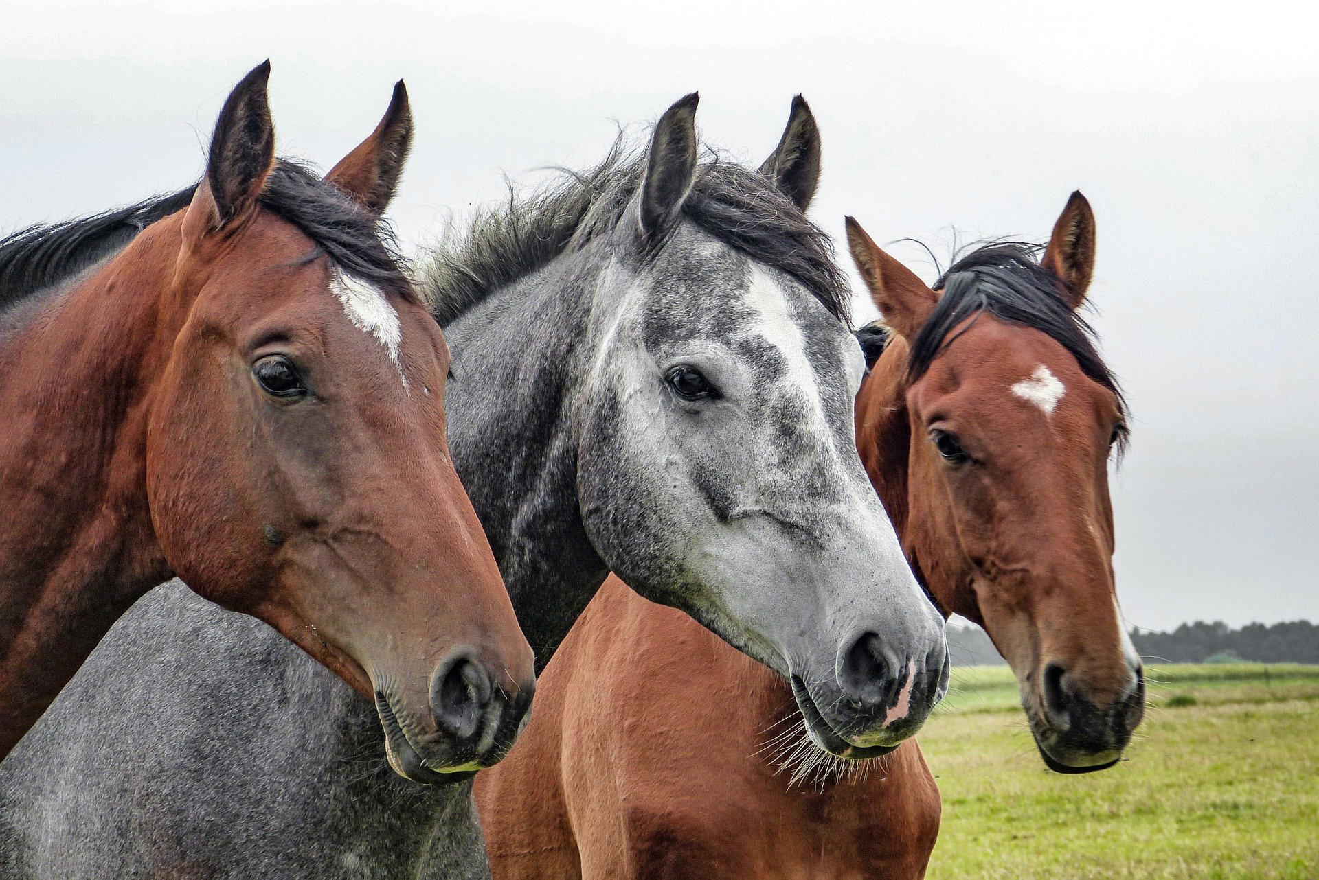 Jobs with Horses | Equine Careers | Animal Careers Direct