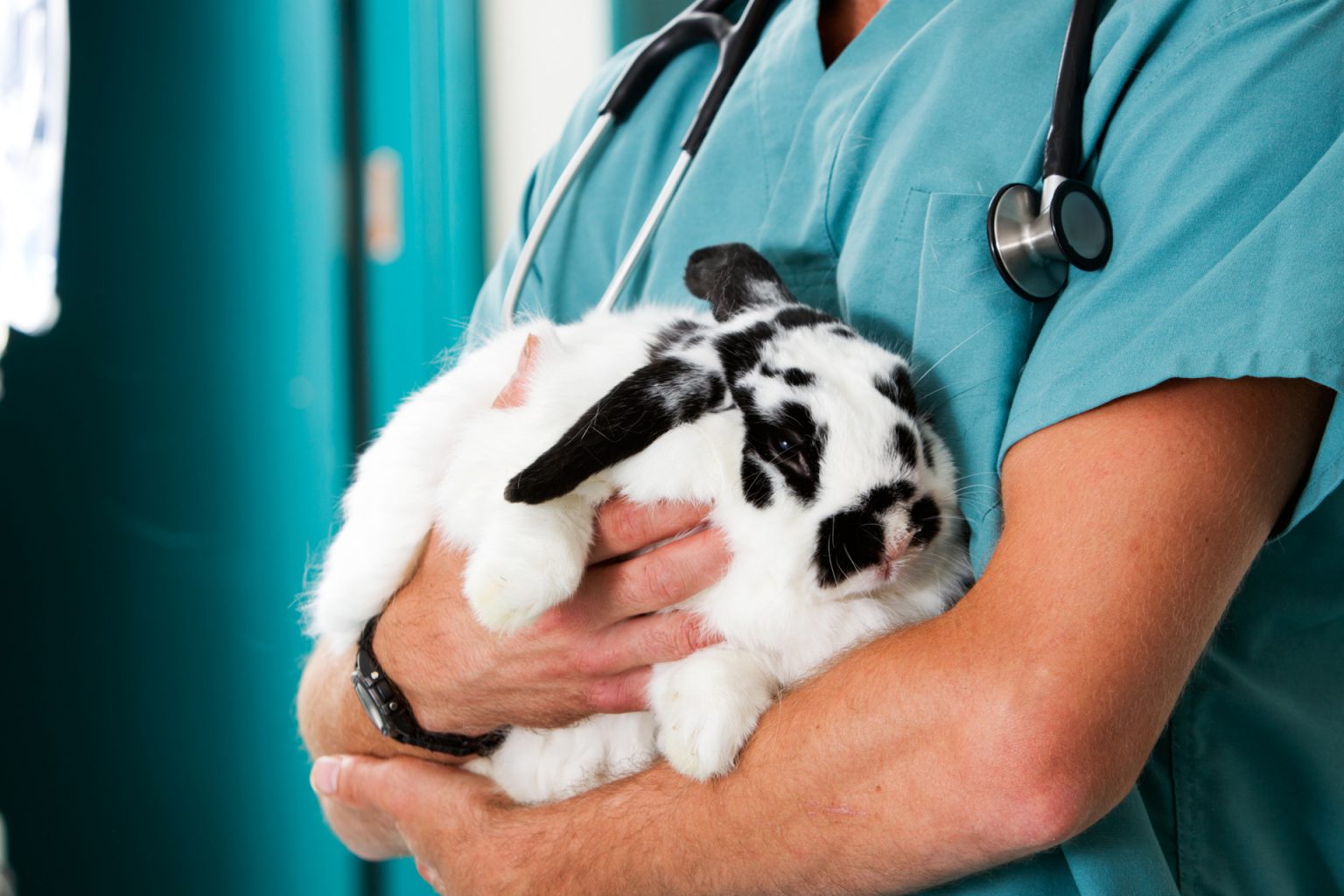 Animal Careers | Working with Animals| Animal Careers Direct