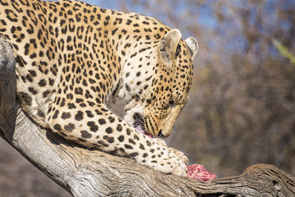 African Predators Studies | Wildlife Course | Animal Careers