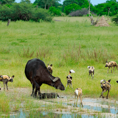 African Predators Studies | Wildlife Course | Animal Careers