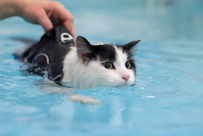 Small Animal Hydrotherapy | Level 3 Diploma | Animal Careers