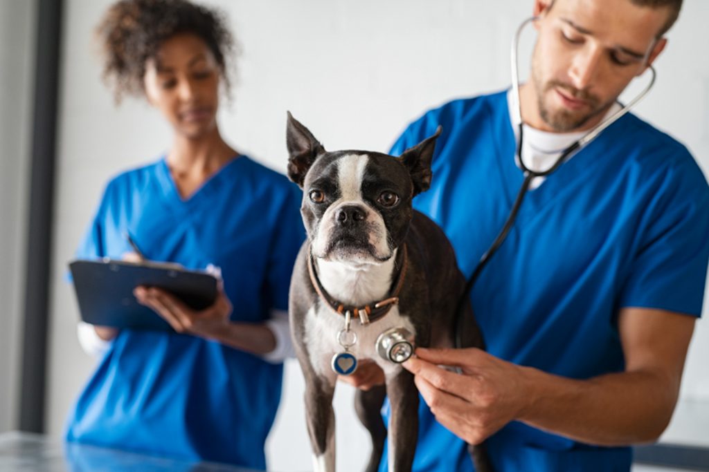 Animal Careers | Working with Animals| Animal Careers Direct