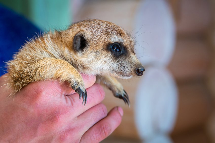 Zookeeping | Zookeeper | Level 3 Diploma | Careers Direct