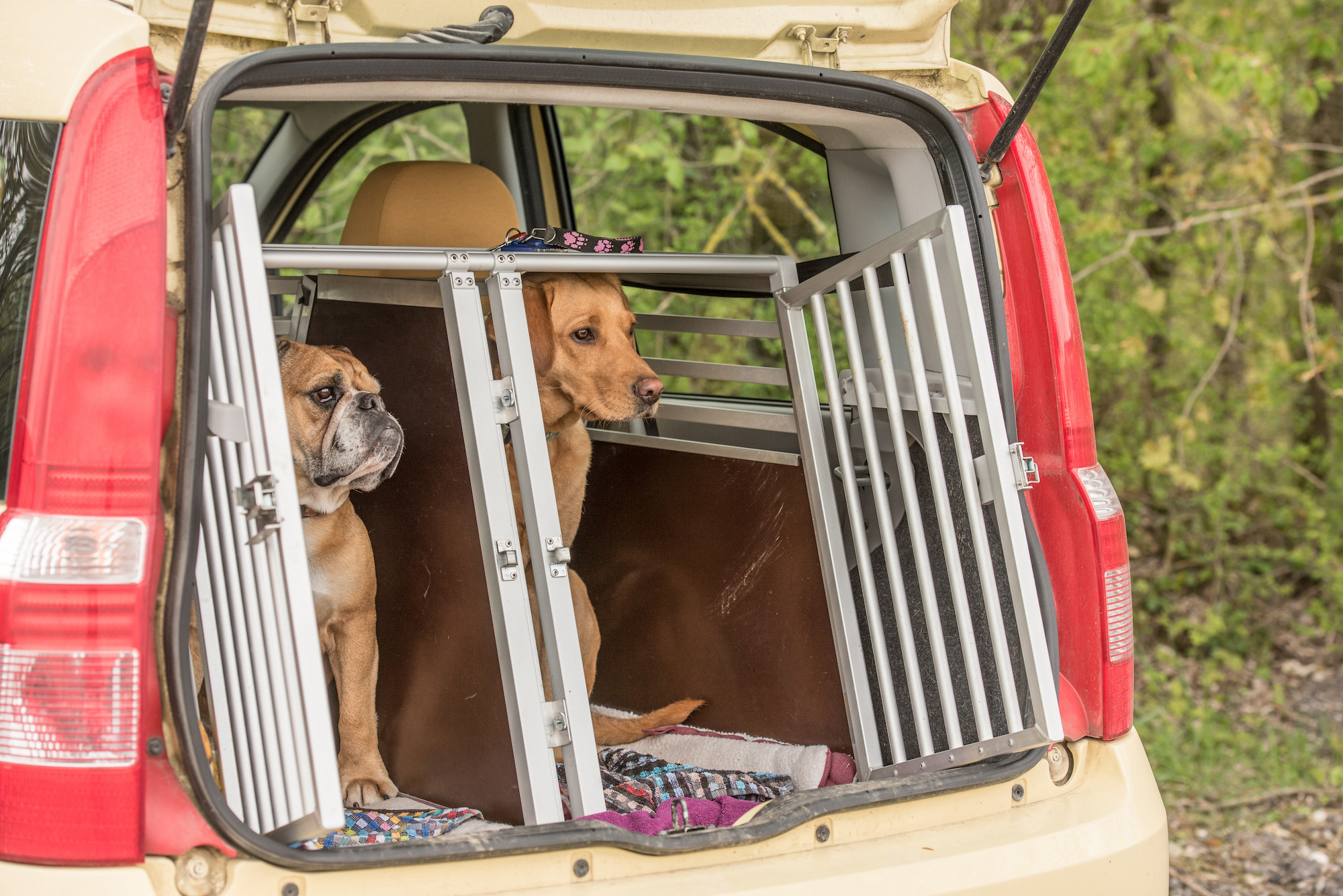 Pet Transport Taxi Driver | Advice | Animal Careers Direct