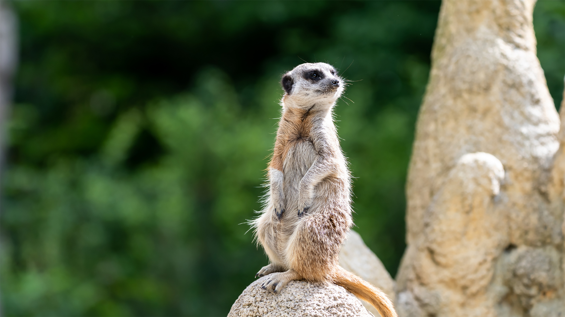 Voluntary Jobs | Charity Careers | Animal Careers Direct