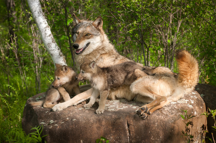 Wolf Studies Diploma | Wildlife Courses |Careers Direct