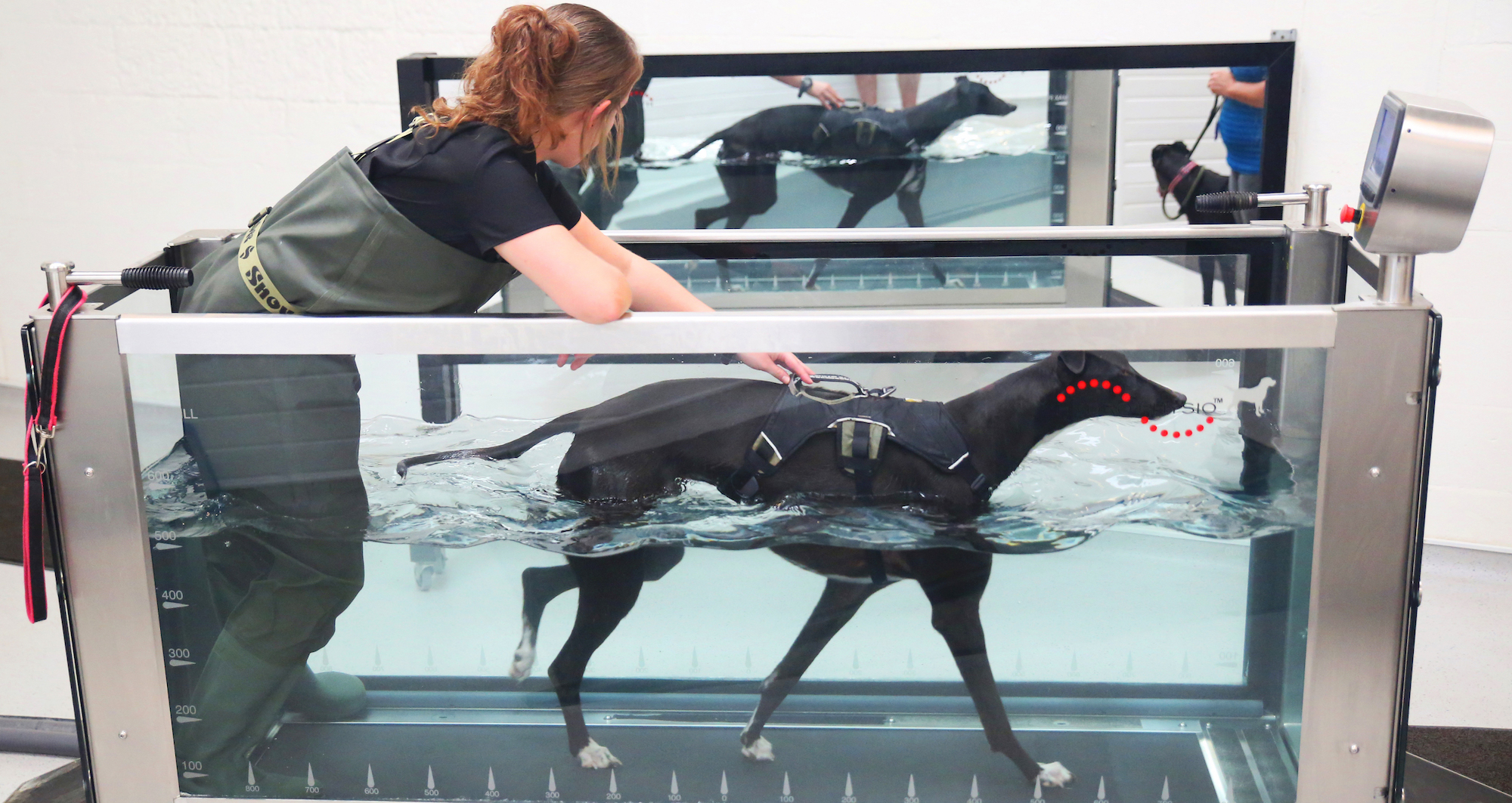 Small Animal Hydrotherapy | Level 3 Diploma | Animal Careers