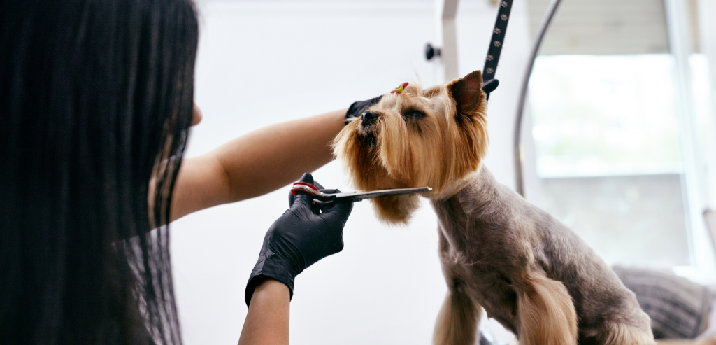 Dog Groomer| Dog Job Career Advice | Animal Careers Direct