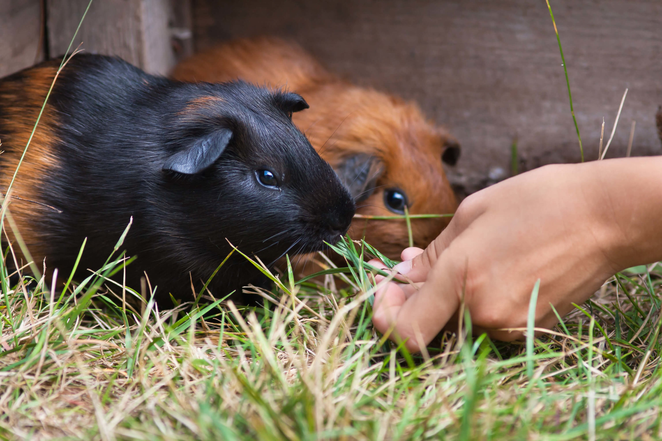 Guinea Pig Care Welfare | Wildlife Courses | Animal Careers