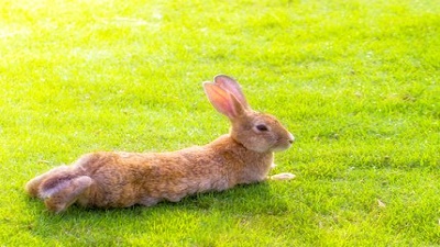 Rabbit Studies | Level 4 Diploma | Animal Careers Direct